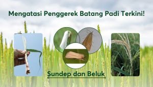 Pupuk NPK Pupuk Unggulan Untuk Para Petani | Saprotan Utama